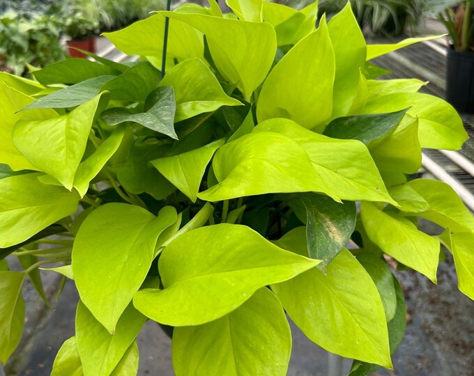 Neon Pothos Plant Live Pothos Rare House Plant Hanging Indoor Plant ...