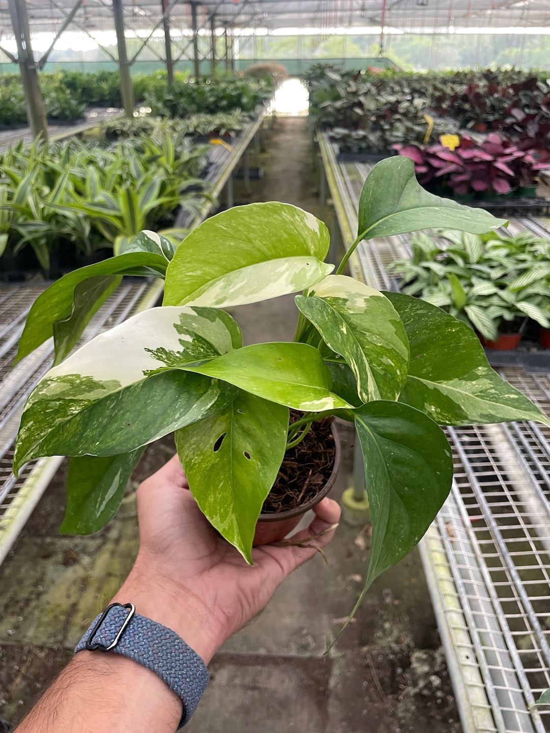 Pothos Albo Variegata Live Variegated Pothos Rare House Plant ...