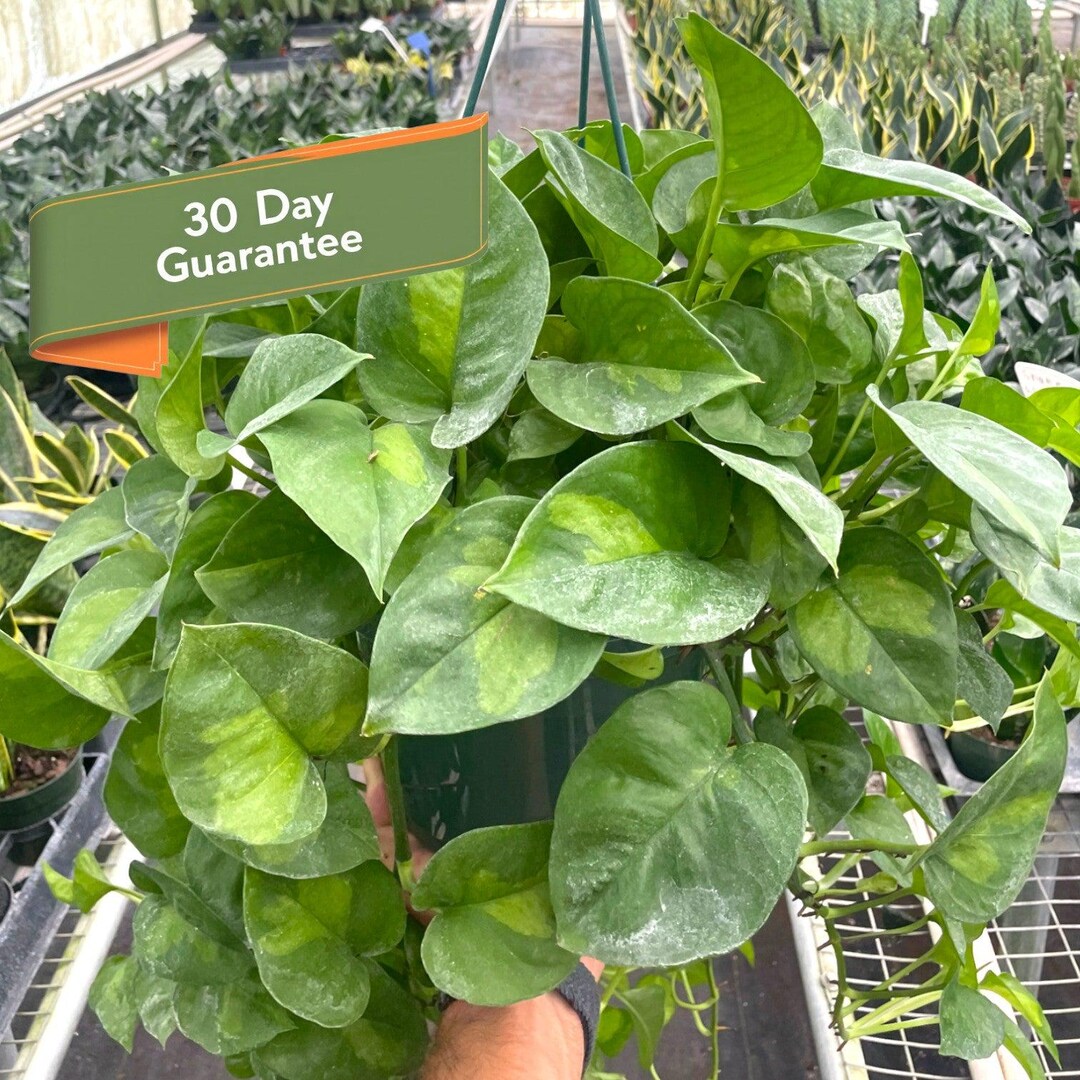 Global Green Pothos Plant Live Pothos Rare House Plant Hanging Indoor ...