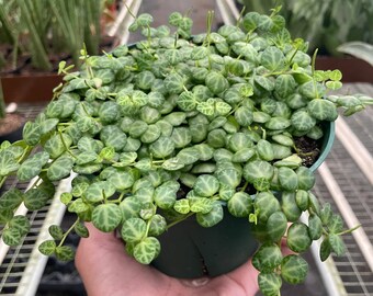 String of Turtles Peperomia Prostrata, Live Plant - Etsy