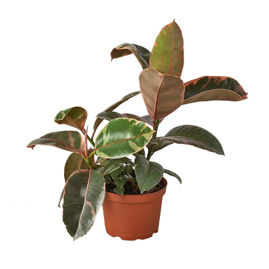 Pink Ficus Tree Live Ficus Elastica Ruby Pink Variegated Tall House ...