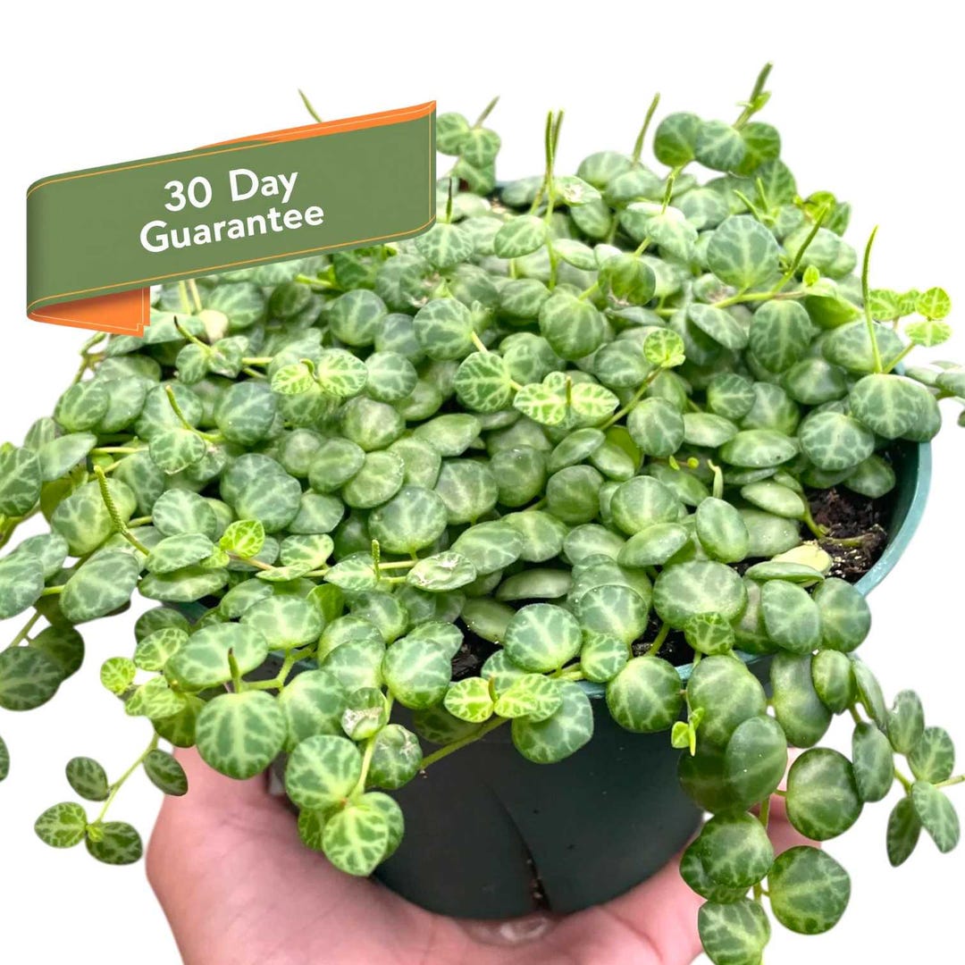 String of Turtles Peperomia Prostrata Live House Plant Vining Hanging Indoor Plant Small Live ...