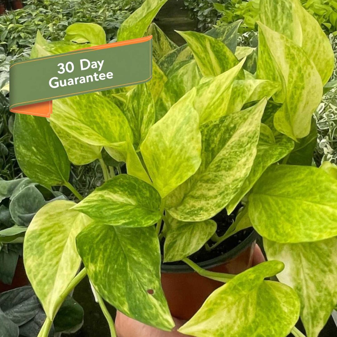 Neon Queen Pothos Plant Live Pothos Rare House Plant Hanging Indoor ...