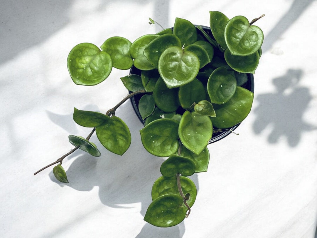 Hoya Carnosa Chelsea 4 Pot House Plant Live Low Light House Plant ...