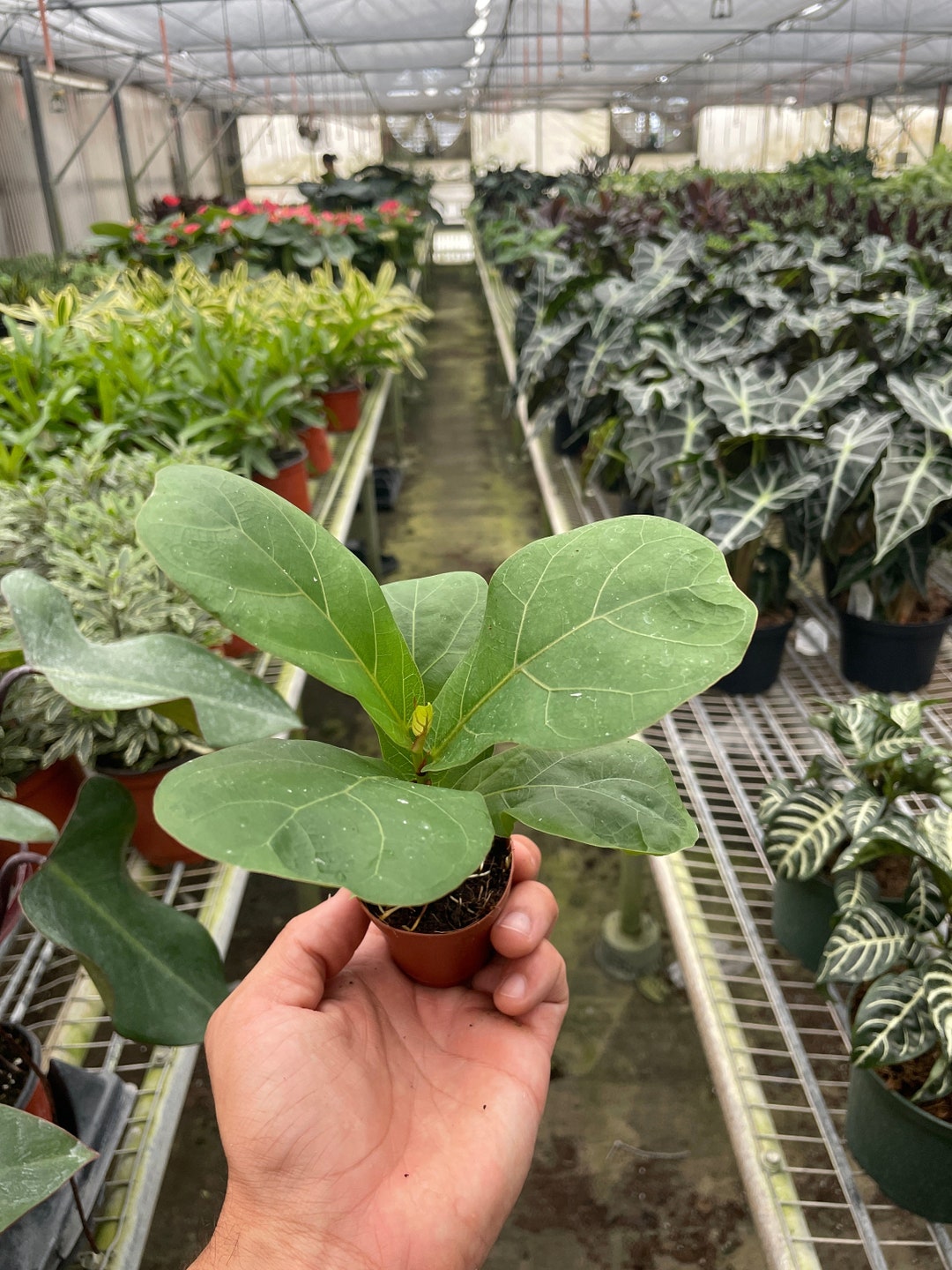 Fiddle Leaf Fig Live Tree Ficus Lyrata Tall House Plant Tree Live ...