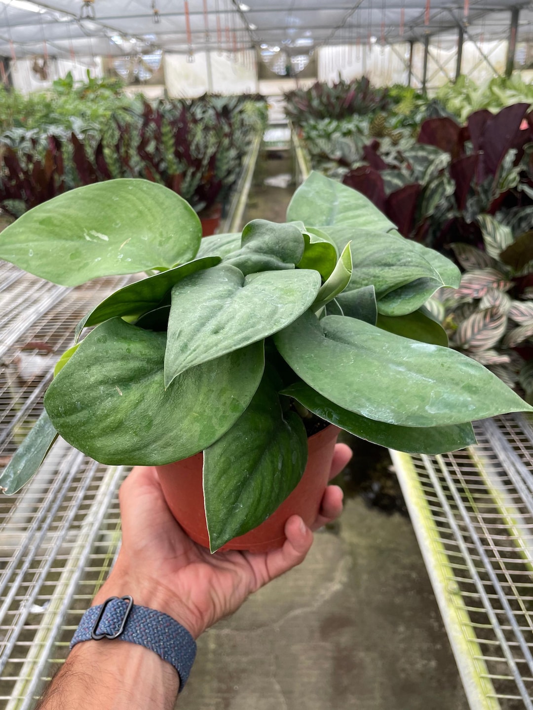 Jade Satin Pothos Plant Live Pothos Rare House Plant Hanging Indoor ...