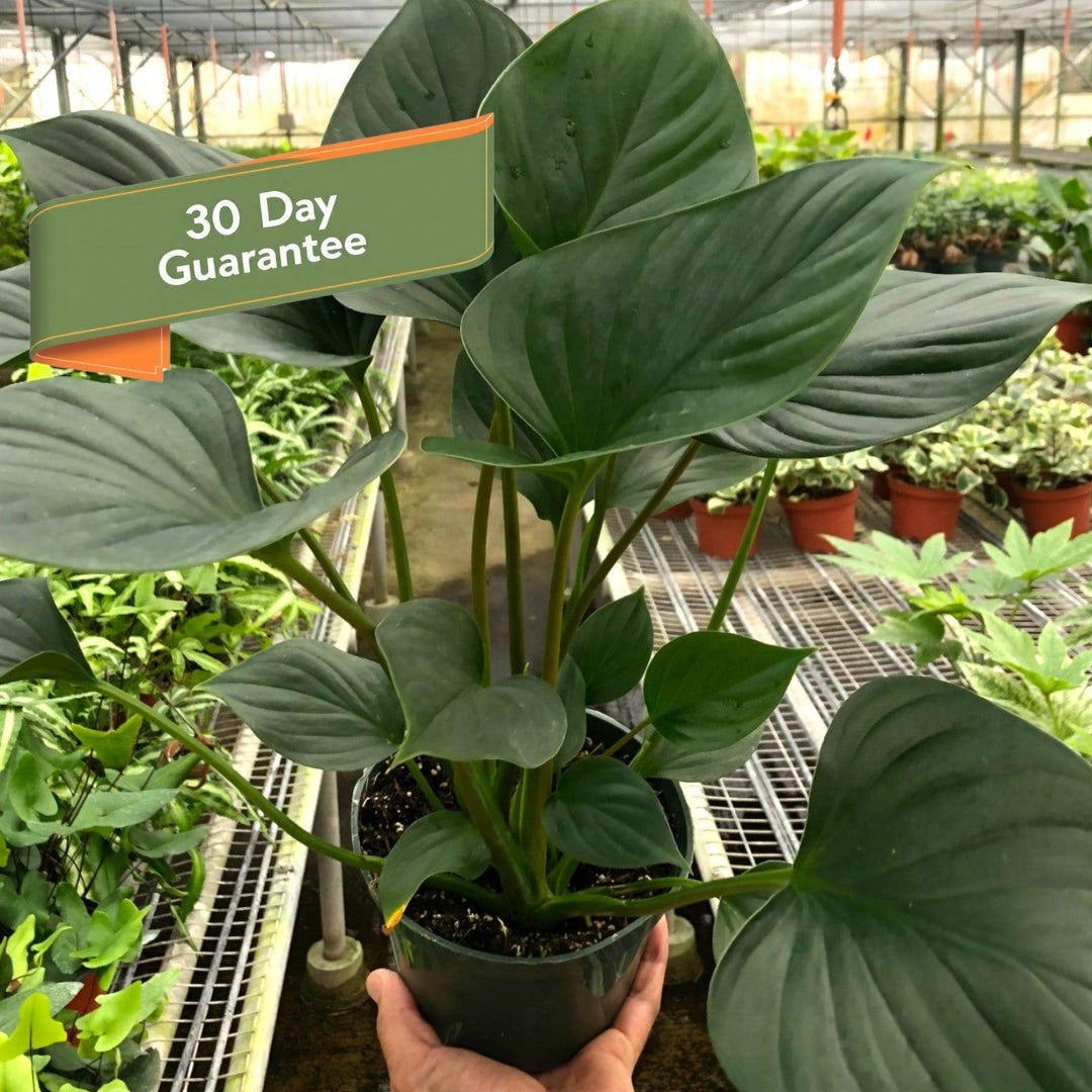 Homalomena Emerald Gem Plant Live Low Light House Plant Indoor Plants ...