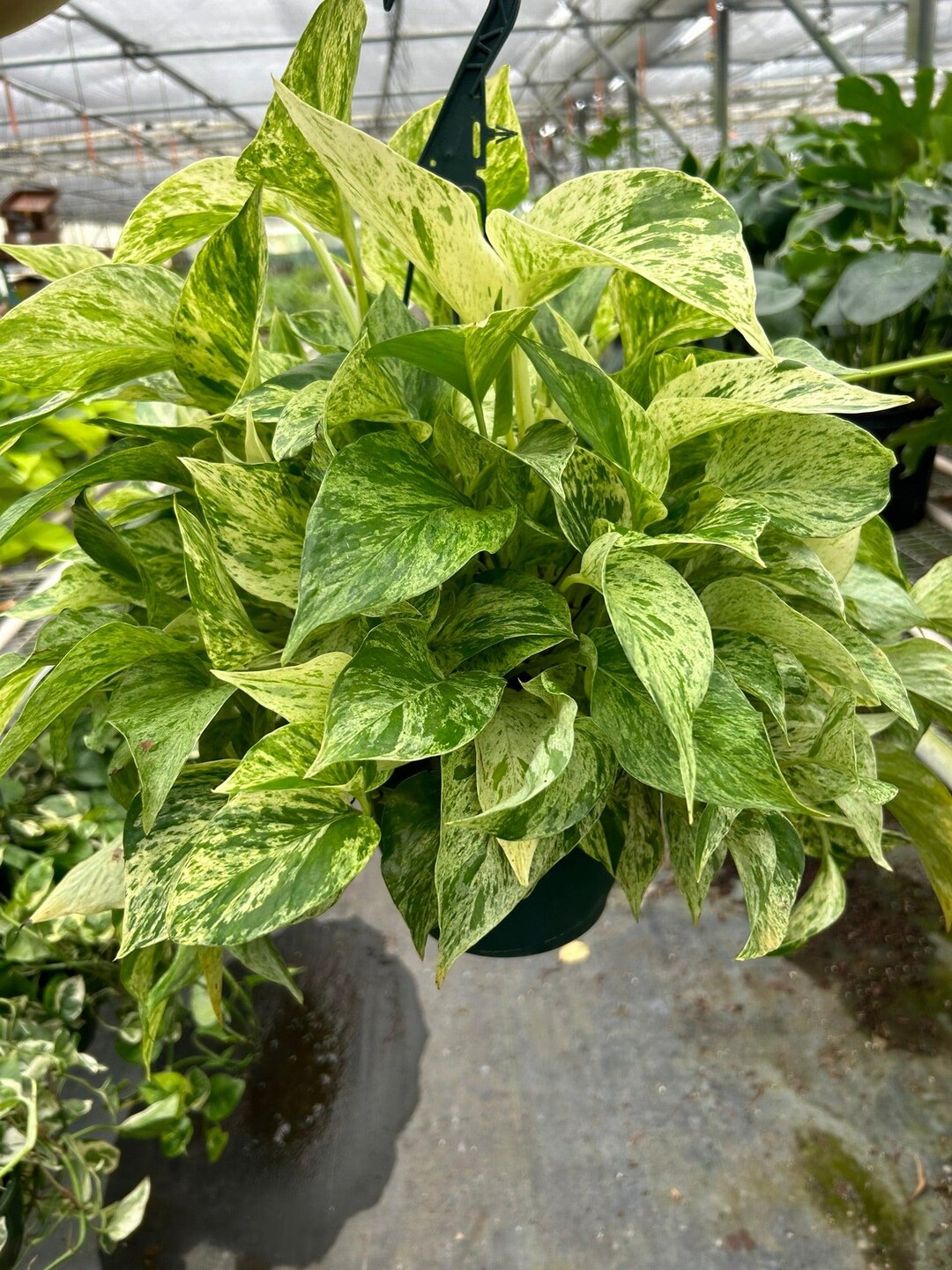 Marble Queen Pothos Plant Live Variegated Pothos Rare House Plant ...
