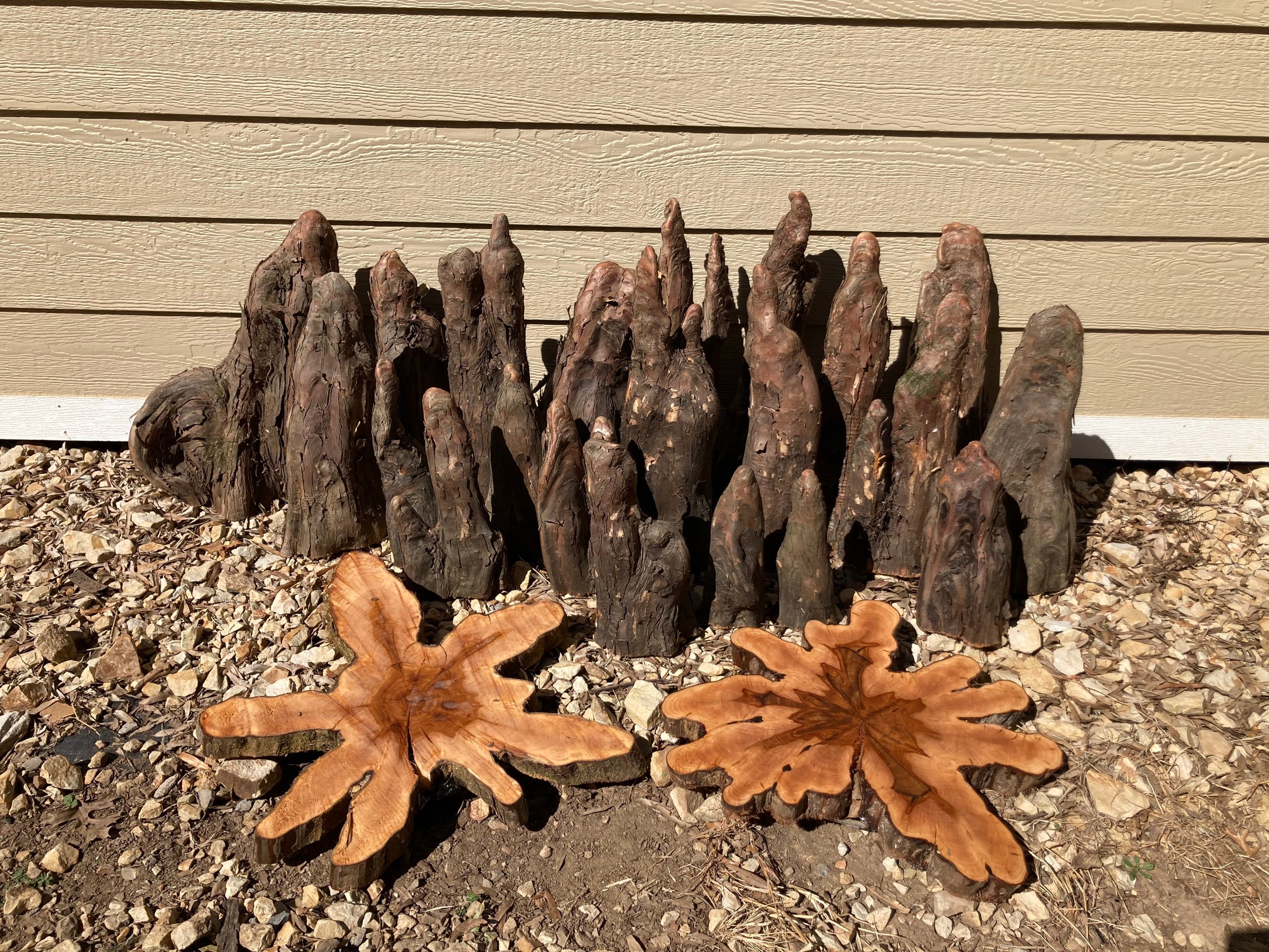 Single Cypress Knee. - Etsy