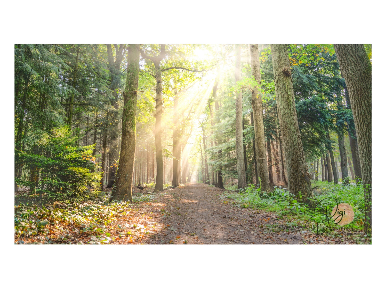 6 Forest Woods Zoom Background Home Office Digital Pack - Etsy Canada