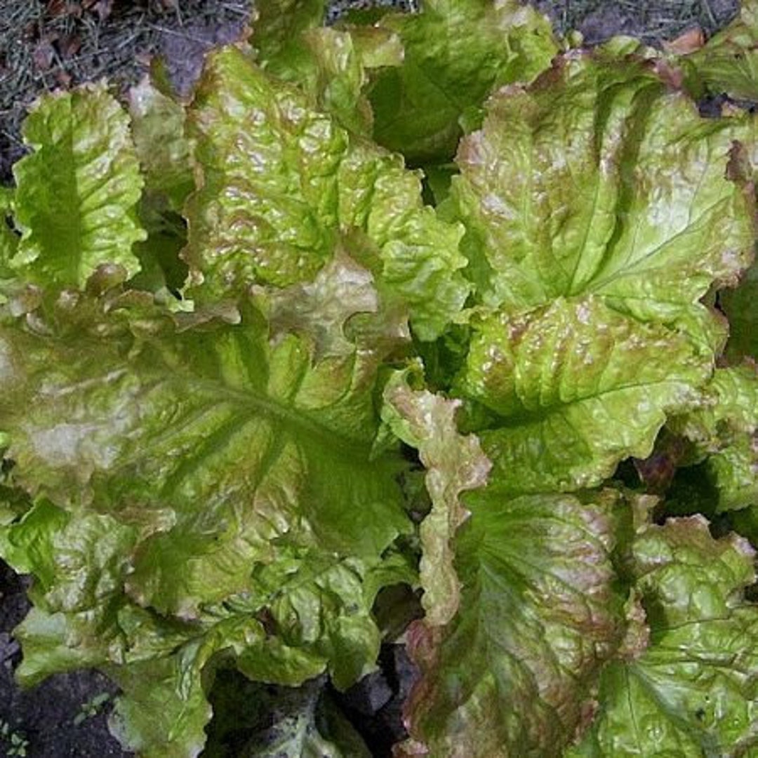 Prizehead, Lettuce 500 Seeds Seeds - Etsy