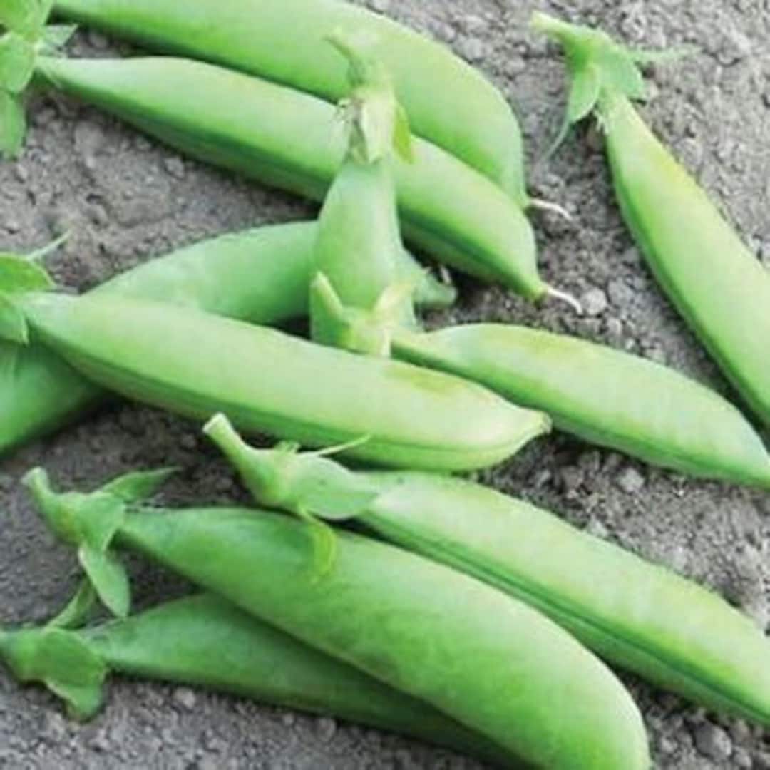 Sugar Sprint Pea Seeds - Etsy