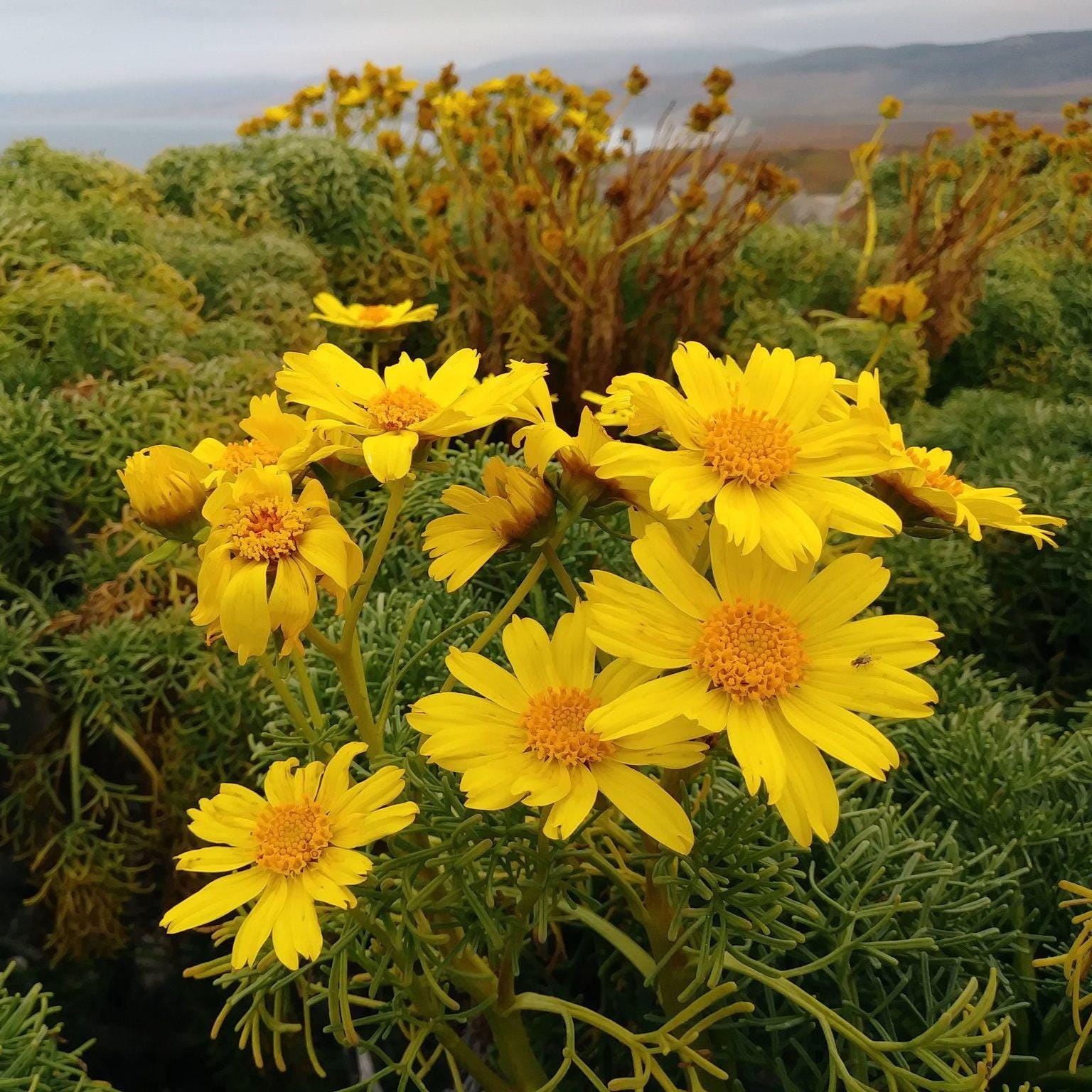 Giant Coreopsis (leptosyne Gigantea) Live Rare Succulent 3.5" Pot - Etsy
