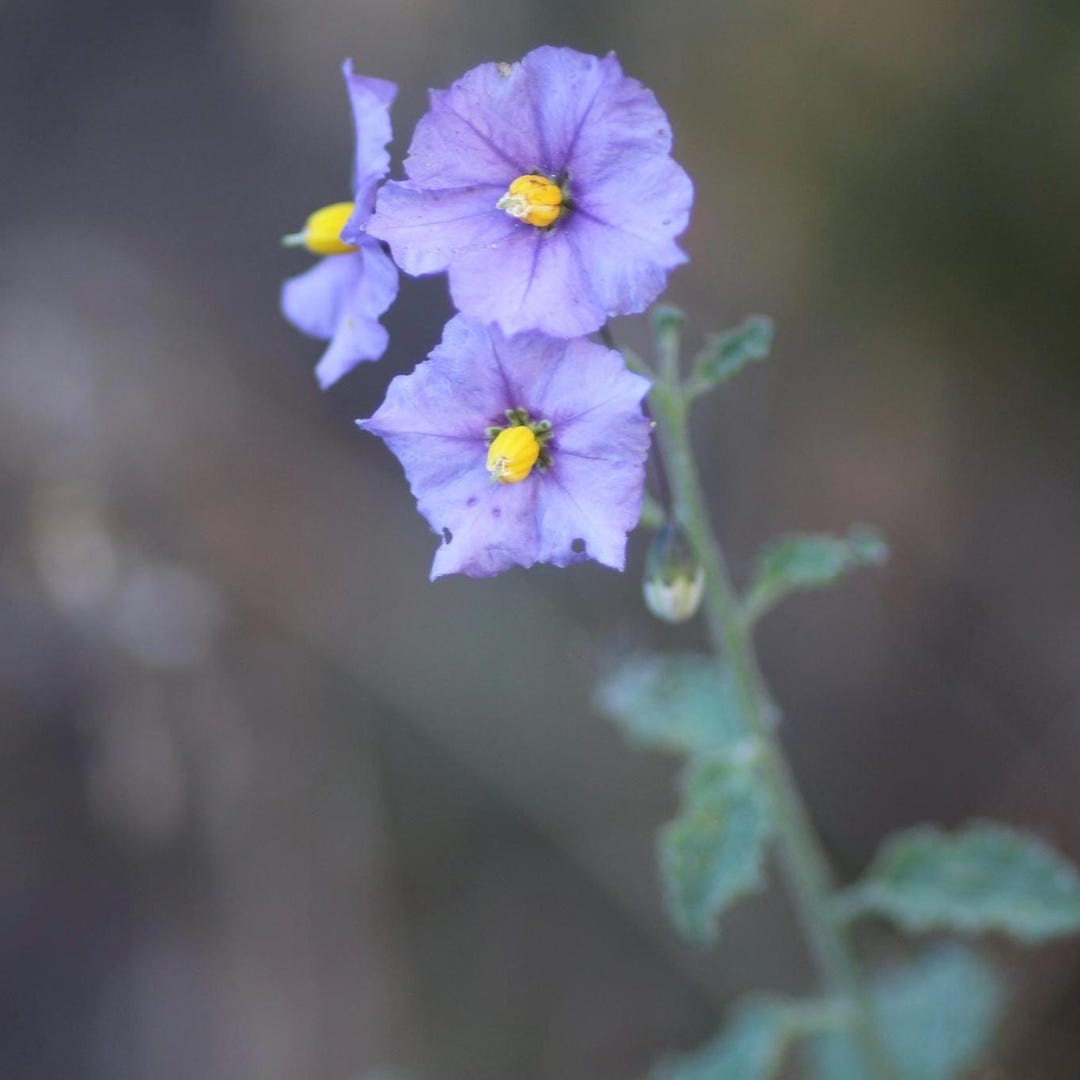 SEEDS 10+ Blue Witch Nightshade (solanum Umbelliferum Var. Glabrescens ...