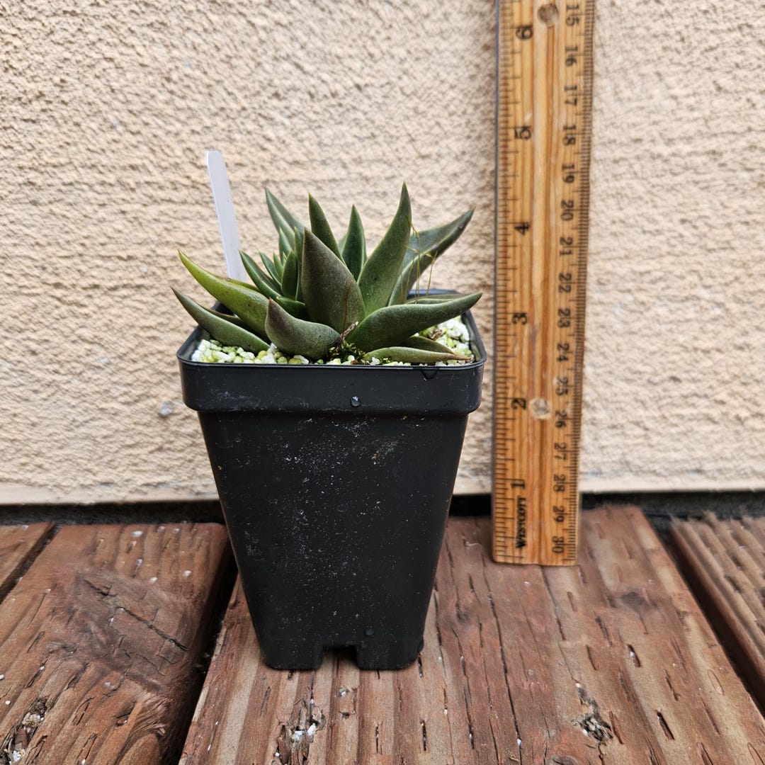 RARE PLANT Lance-leaf Liveforever Succulent (dudleya Lanceolata) 2.5 ...