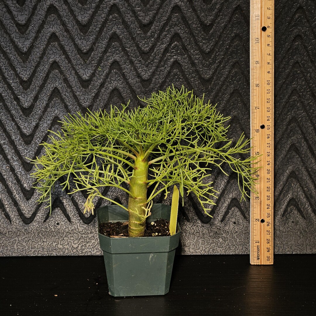 Giant Coreopsis (leptosyne Gigantea Syn. Coreopsis Gigantea) LIVE PLANT ...