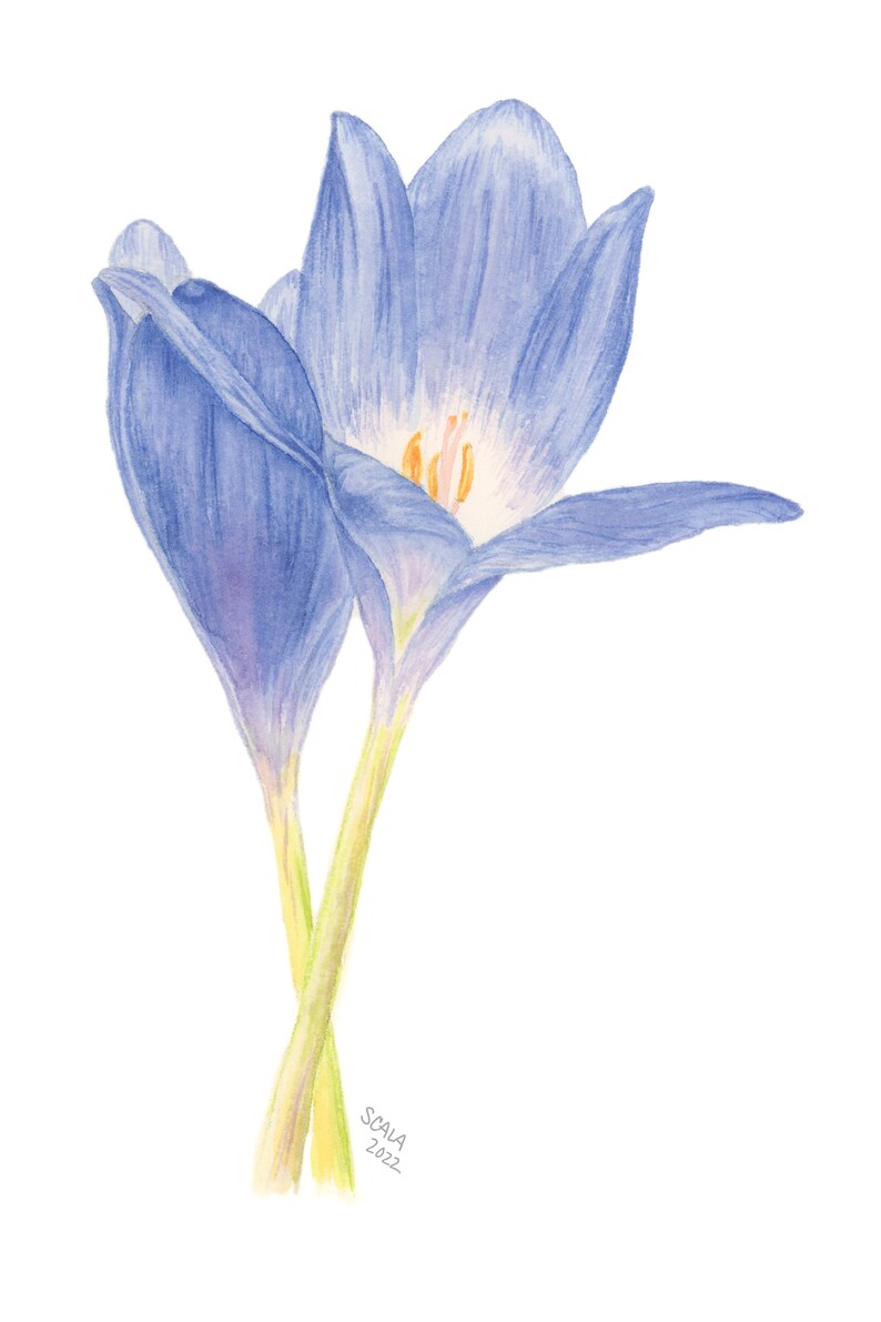Blue Crocus Watercolor Art Print - Etsy