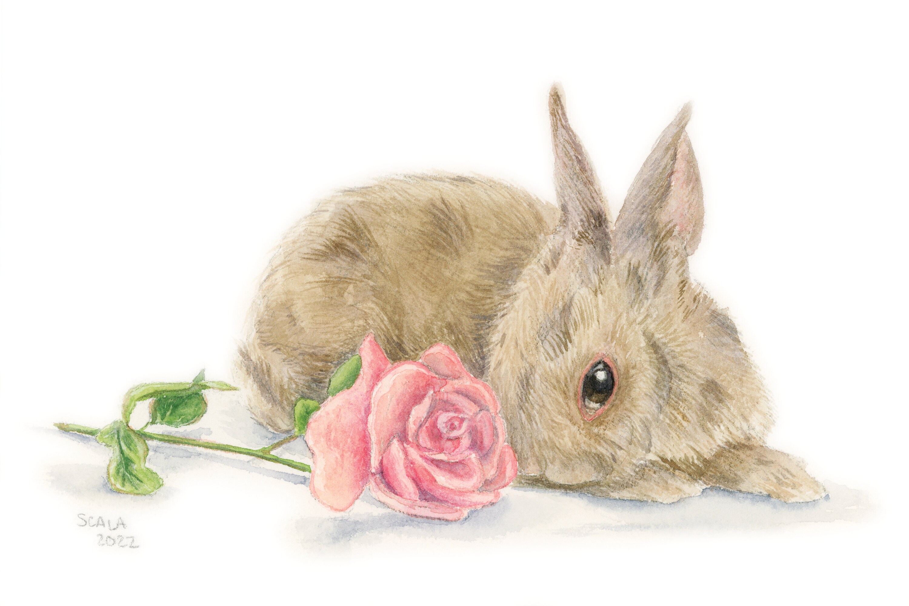 Rabbit and Rose - Watercolor Art Print - Etsy