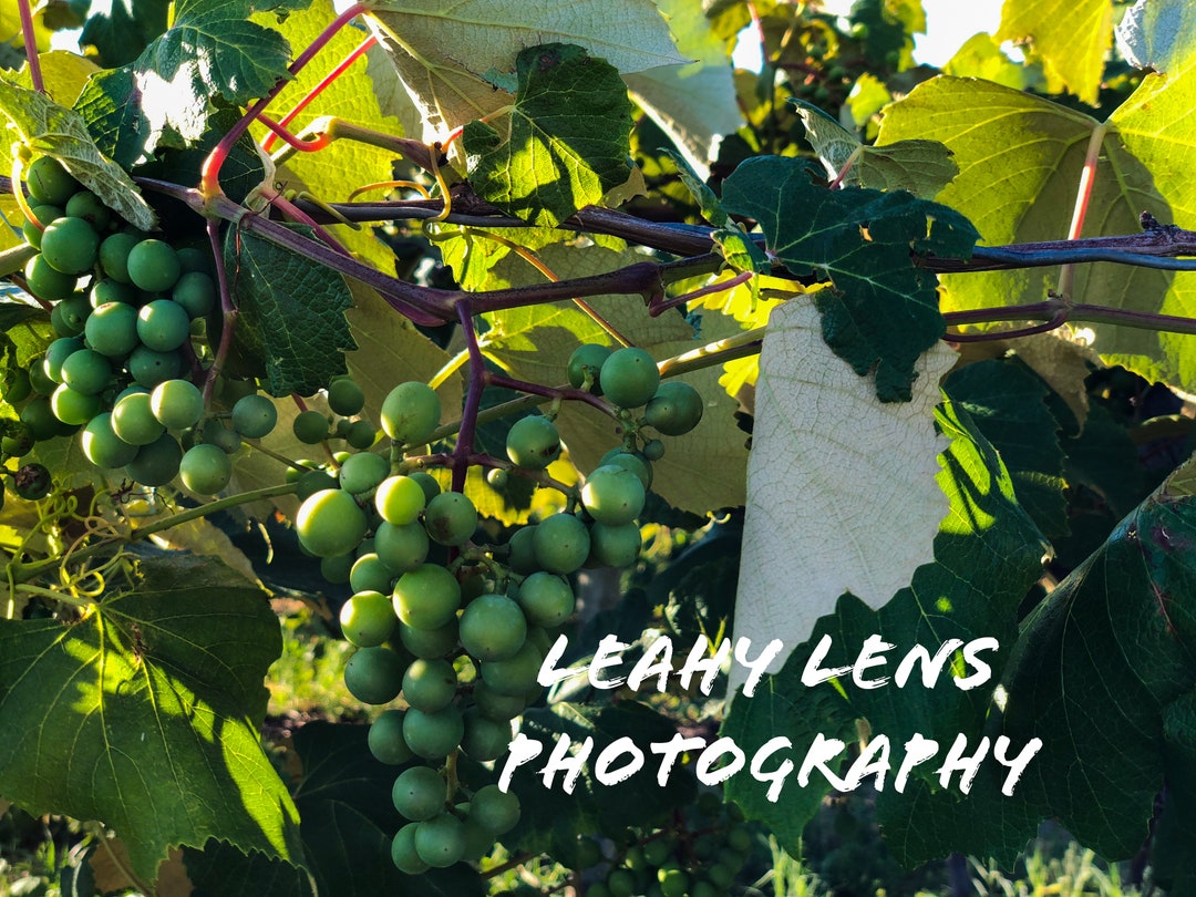 Grapes - Etsy