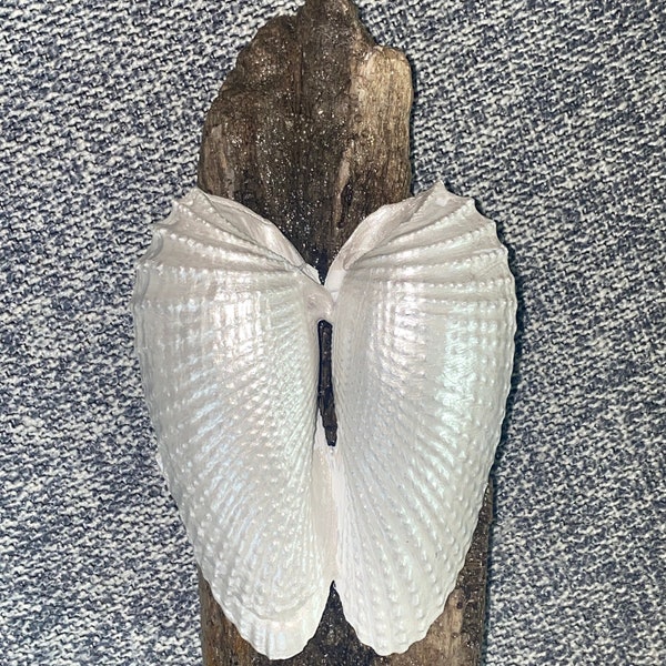 Angel Wing Shell - Etsy