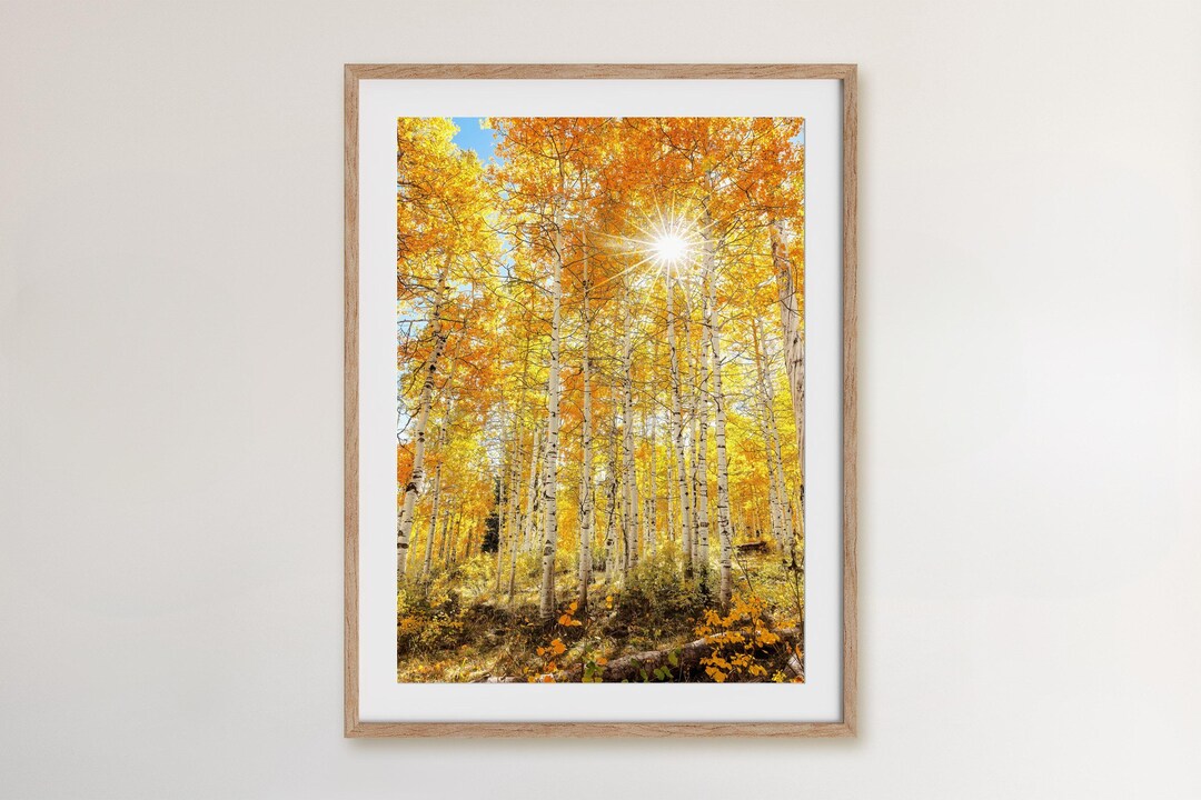 Aspen Forest Digital Download: Printable Wall Art, Nature Photography ...