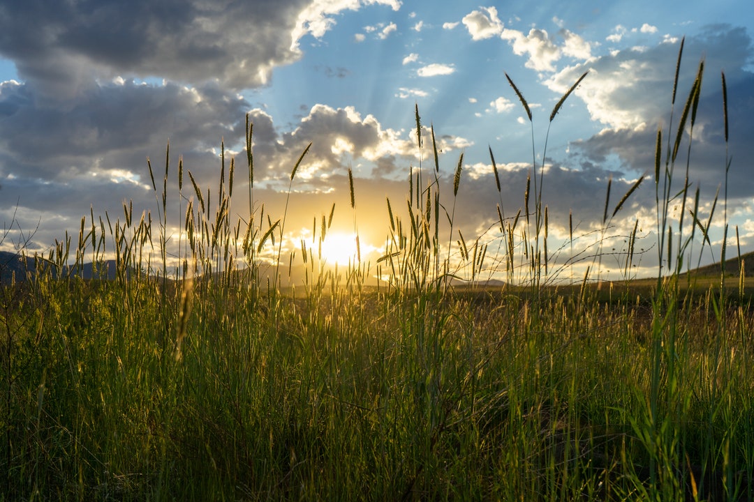 Golden Prairie Print - Etsy