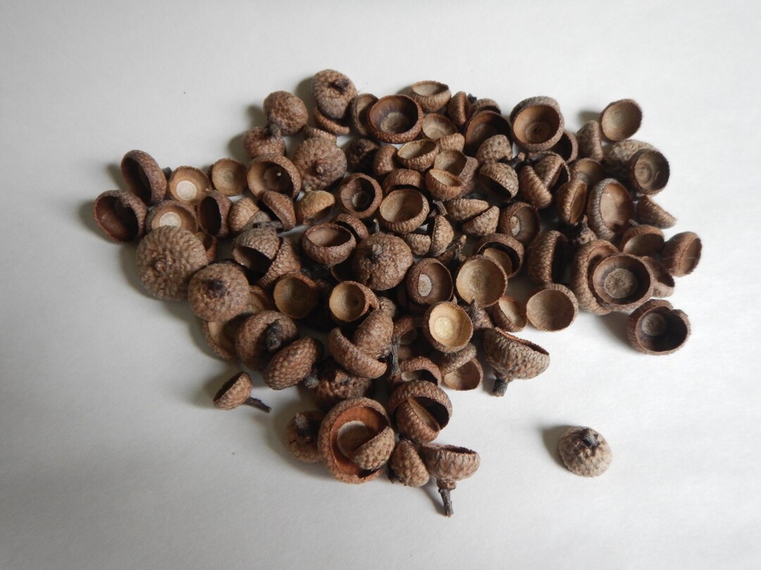 Natural Acorn Caps, 100 Count - Etsy