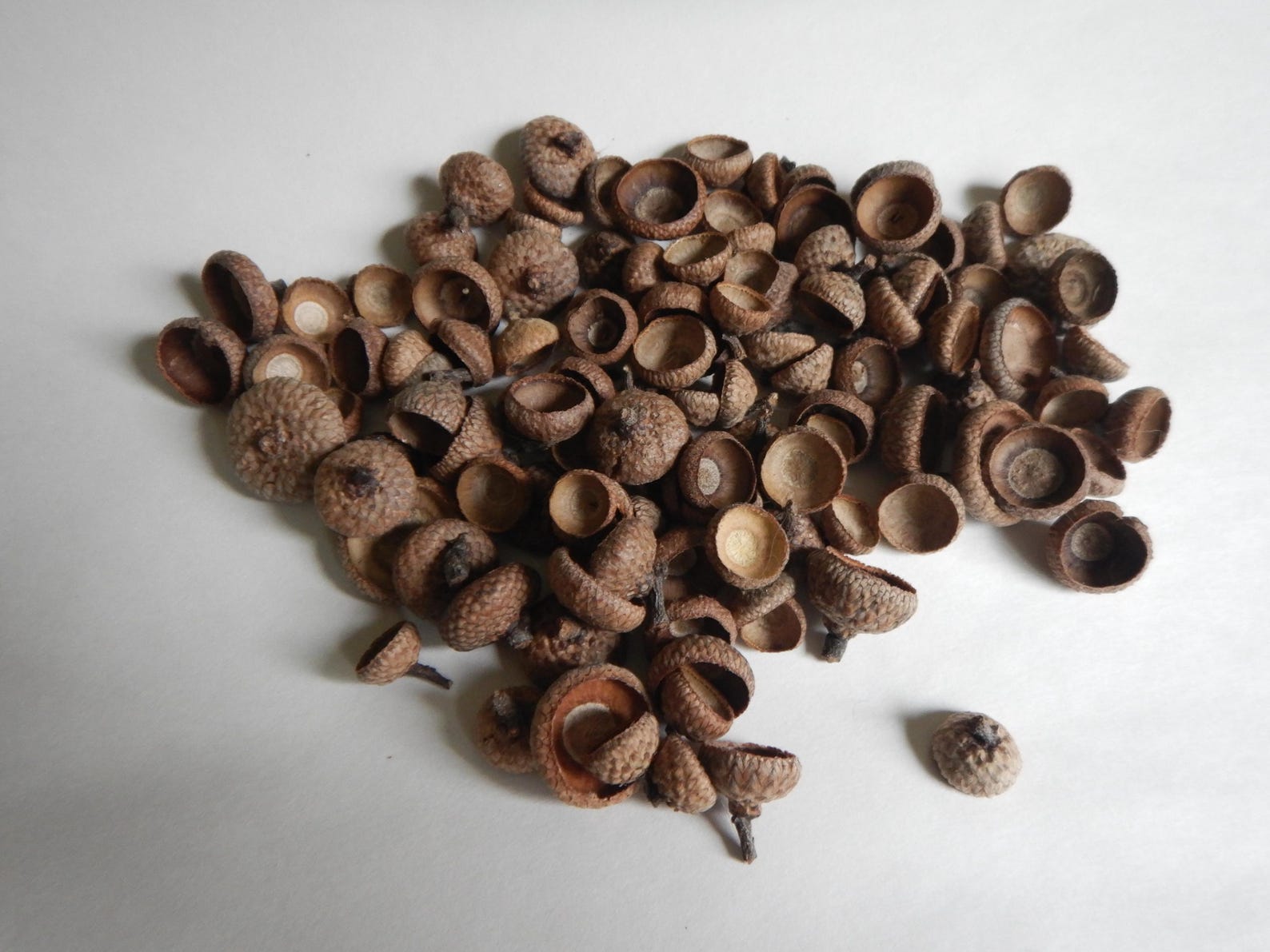 Natural Acorn Caps, 100 Count - Etsy