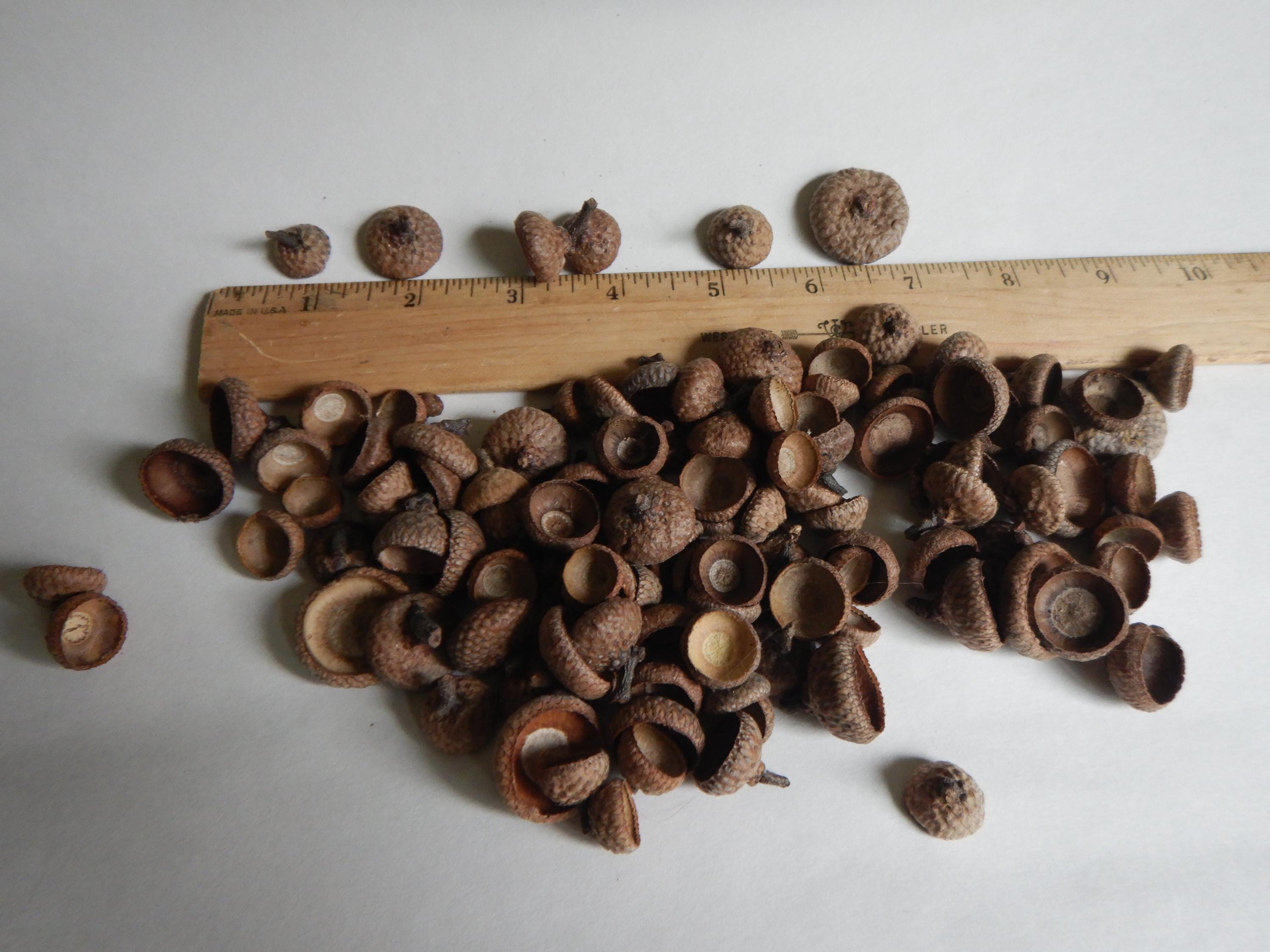 Natural Acorn Caps, 100 Count - Etsy