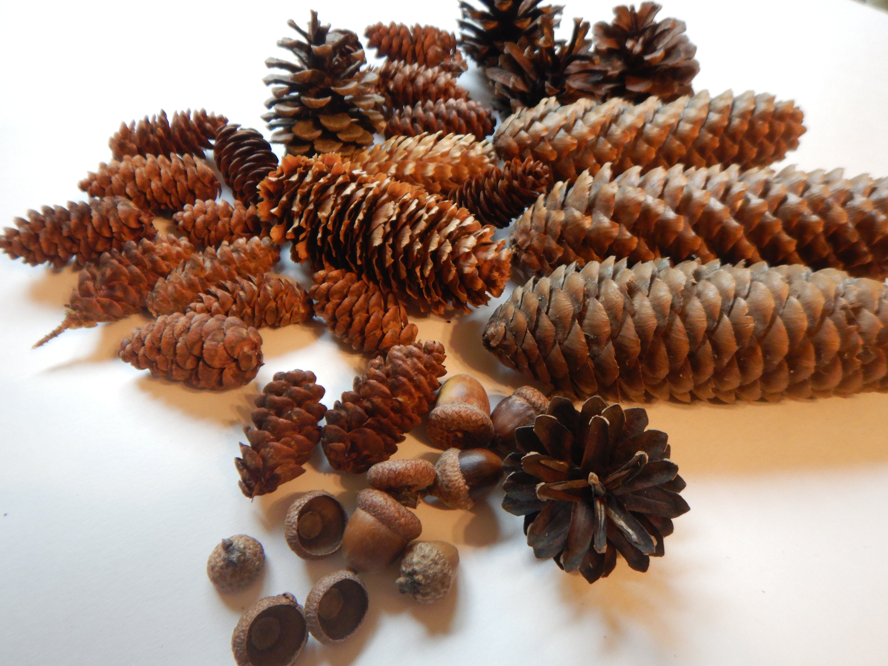 Pine Cone and Acorn Assortment for Bowl Filler or Crafts - Etsy