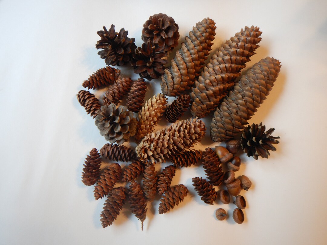 Pine Cone and Acorn Assortment for Bowl Filler or Crafts - Etsy