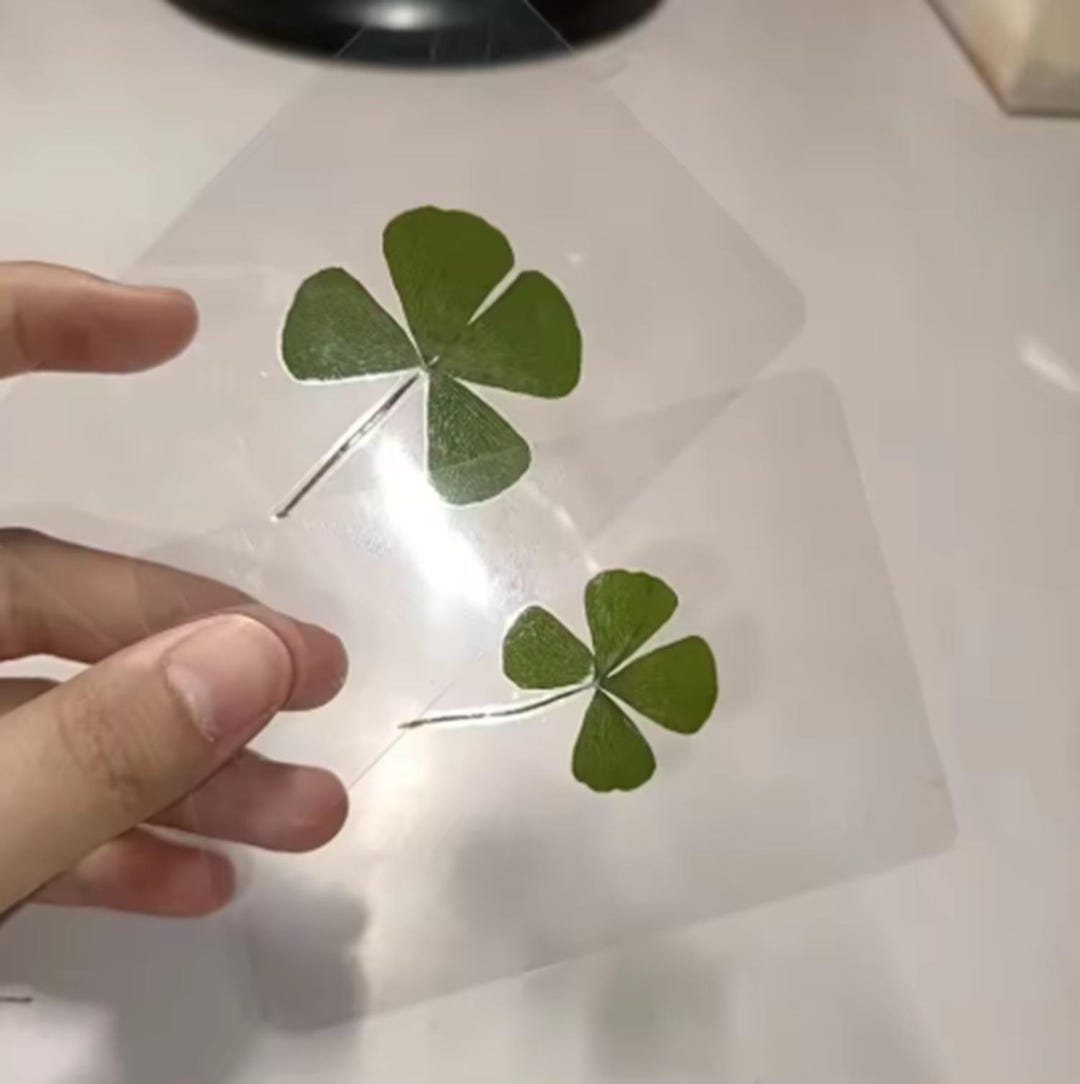 Real 4 Leaf Clover Authentic Laminated Leaf - Lucky Charm for Bookmarks ...