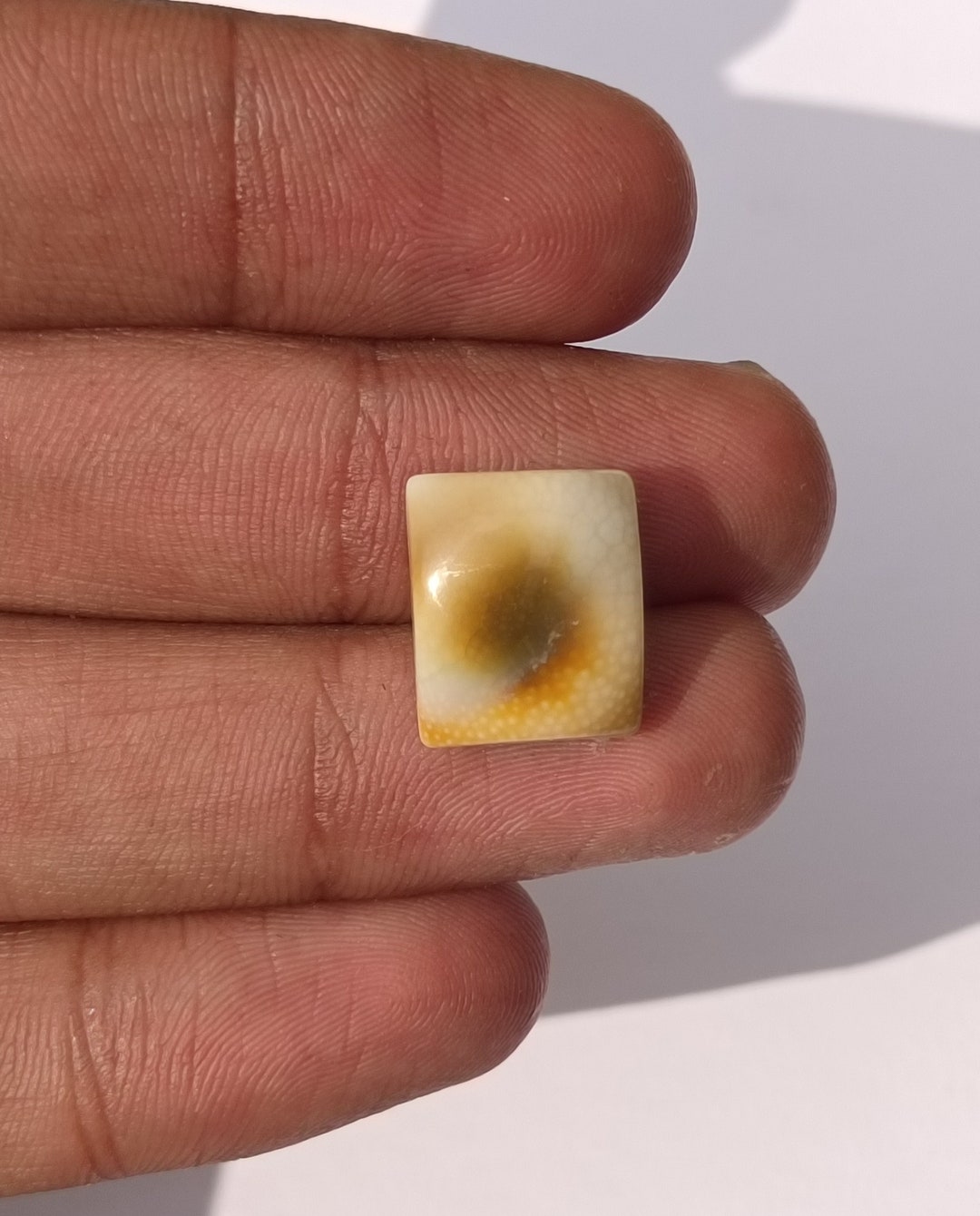 Natural Shiva Eye Shell Oval Shape Gemstone Cabochon Shiva - Etsy