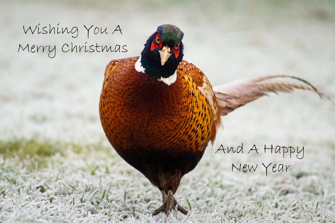 Christmas Pheasant - Etsy