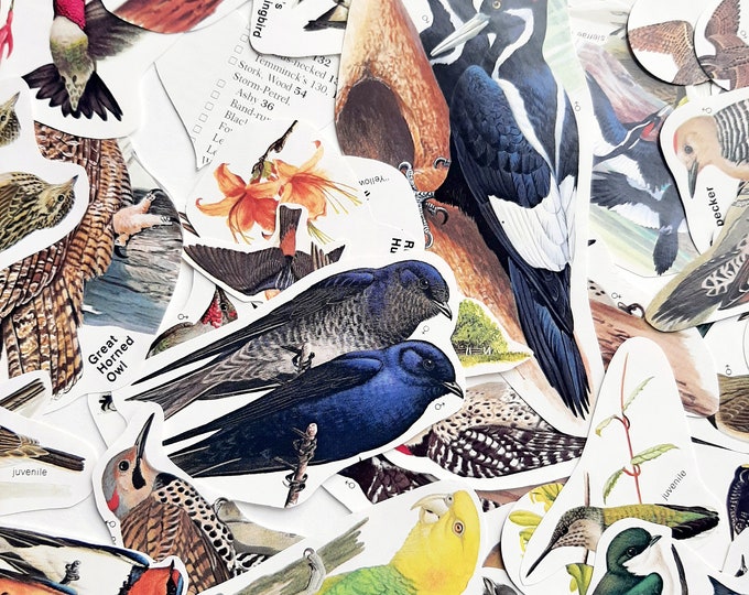 Field Guide Birds 25 Fussy Cuts for Scrapbooking, Junk Journaling ...