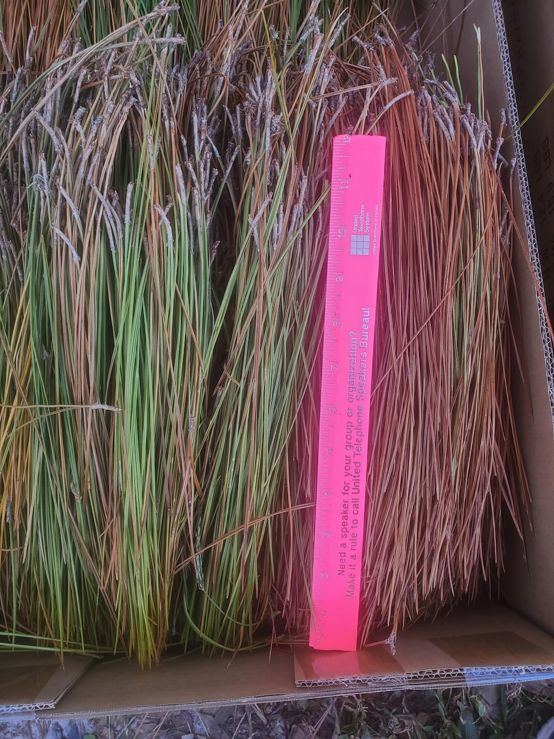 Long Leaf Pine Needles - Etsy