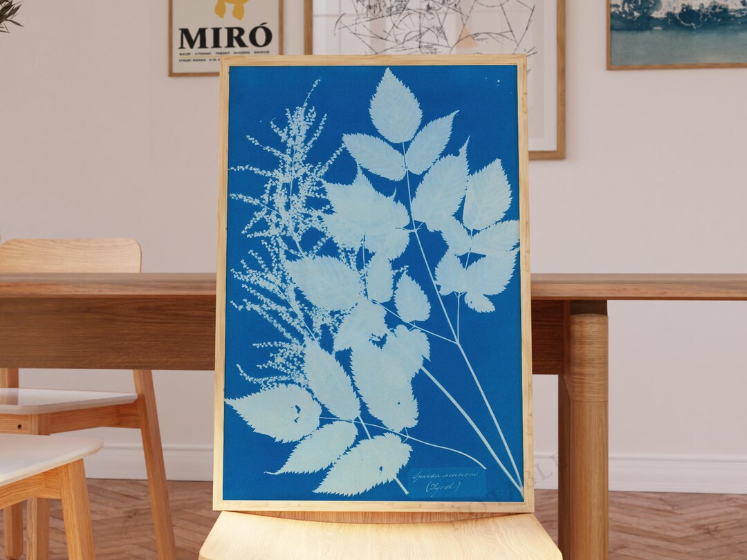 Anna Atkins Botanical Print, Cyanotype Impressions, Spiraea Aruncus ...