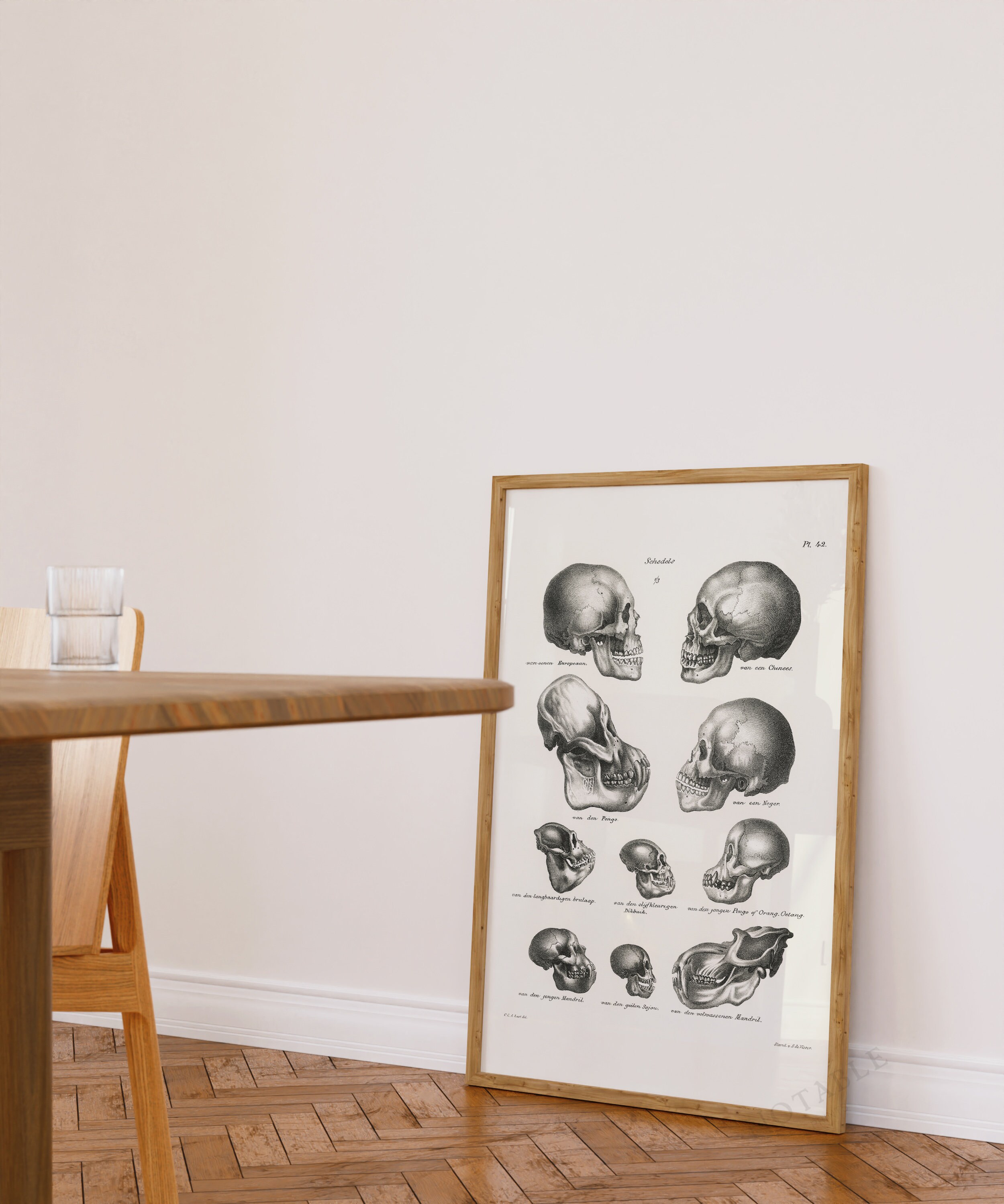 Vintage Science Illustration Poster Human Monkey and Ape - Etsy