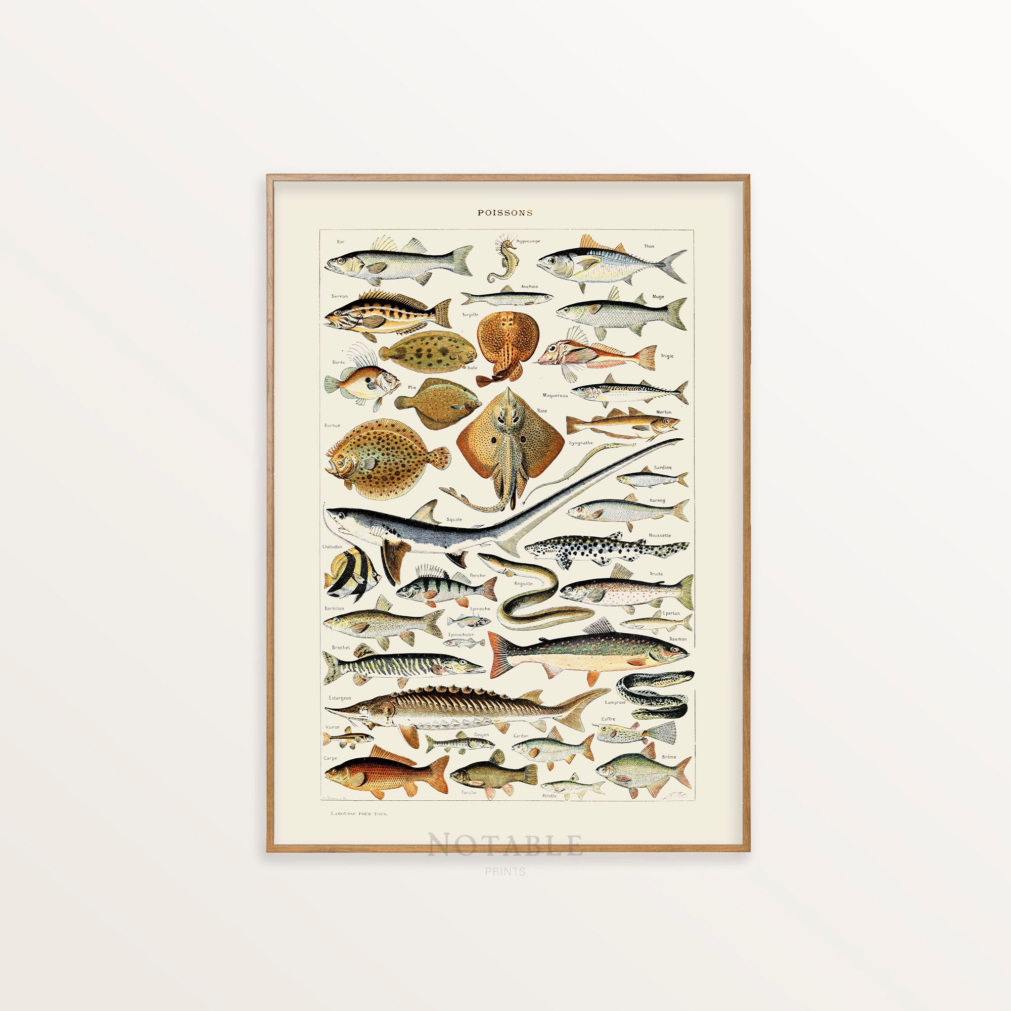 Wildlife Scientific Illustration Poster - Etsy