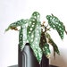 Rainbow Wave Plant Pot in White, Black, Olive Green, Blue and Wood | 3 ...