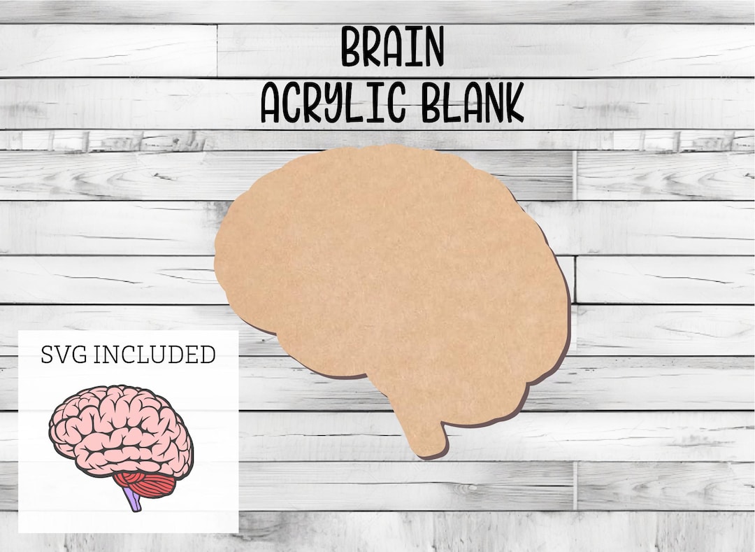 Brain Acrylic Blank, Anatomical Brain Acrylic Shapes Badge Reels and ...