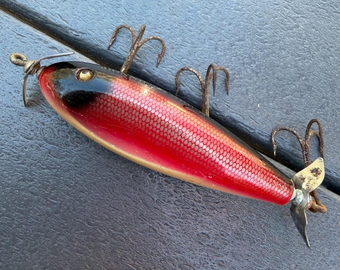 Creek Chub Injured Minnow Dace Red Side Scale Finish 1505 - Etsy