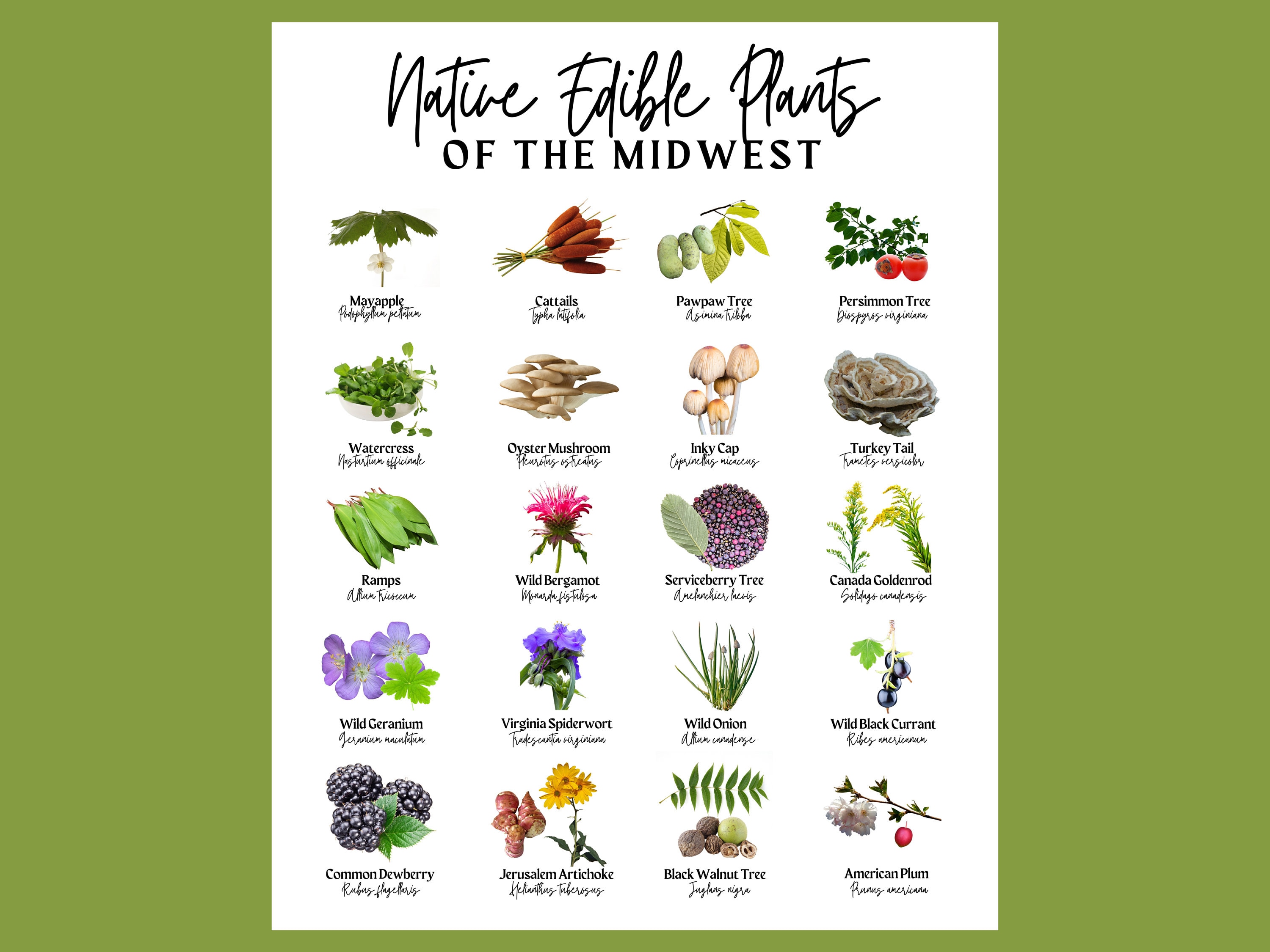 3 SIZES Native Midwest Edible Plants Identification Chart-midwestern ...