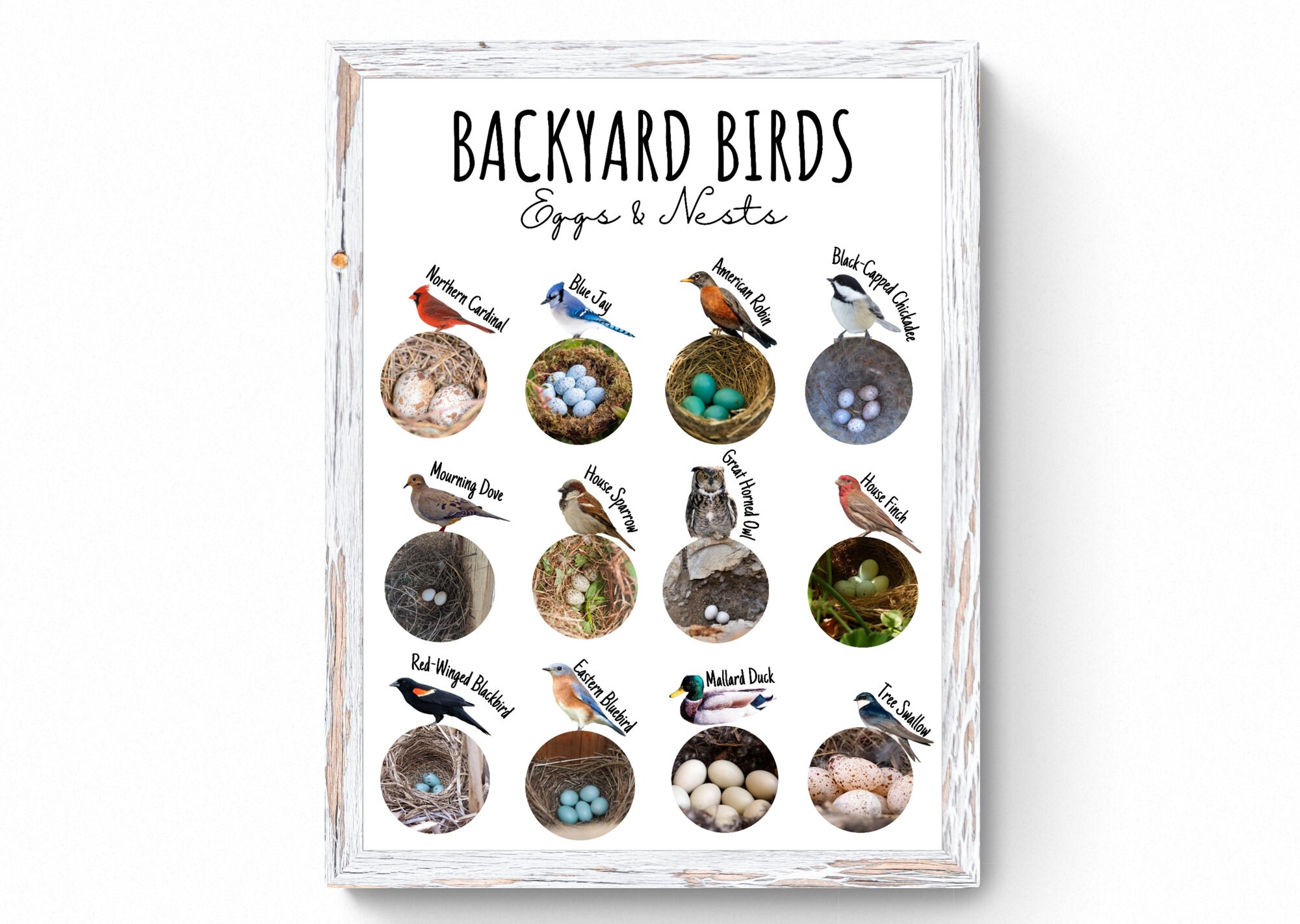 4 SIZES Backyard Bird Nest & Egg Identification - Etsy