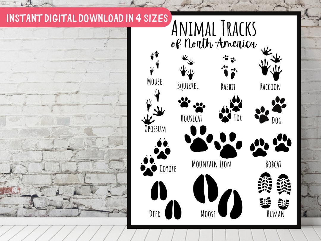 4 Sizes-animal Tracks North America Identification-educational ...