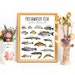 3 SIZES Freshwater Fish of the Midwest Chart-fishing Poster-educational ...