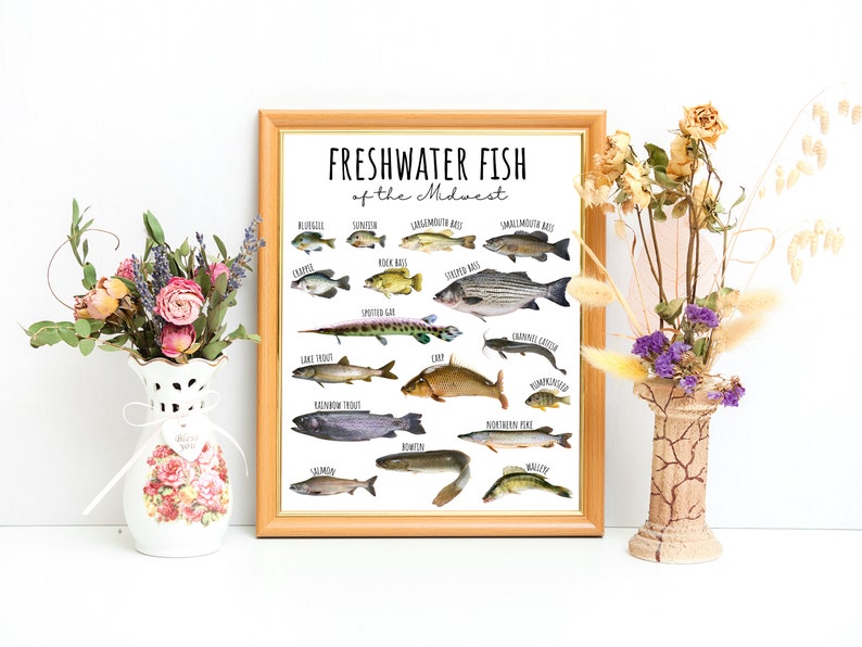 3 SIZES Freshwater Fish of the Midwest Chart-fishing Poster-educational ...