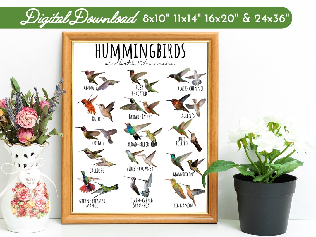 Hummingbirds of North America ID Chart-birding Poster-educational ...