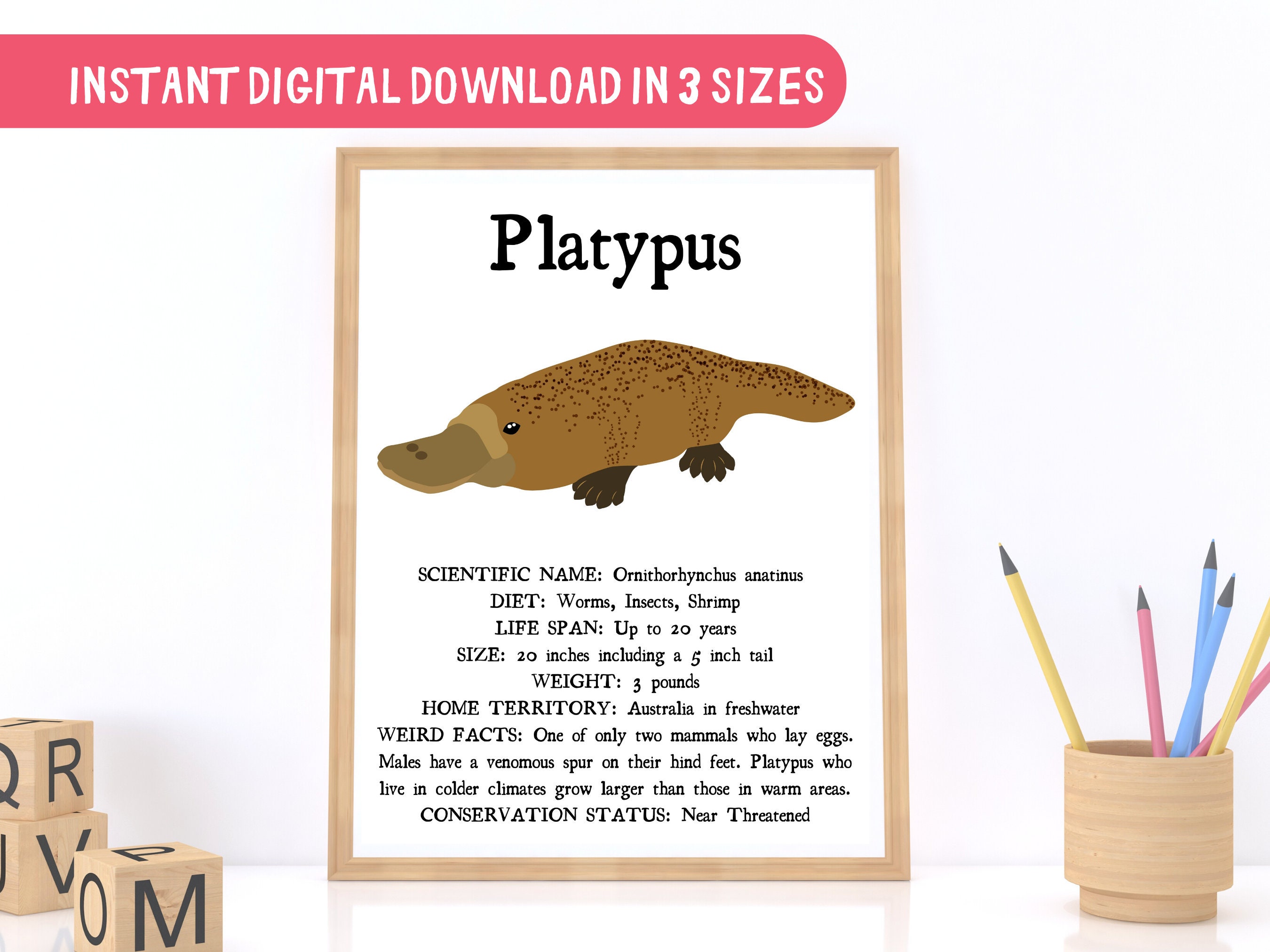 Platypus Habitat For Kids