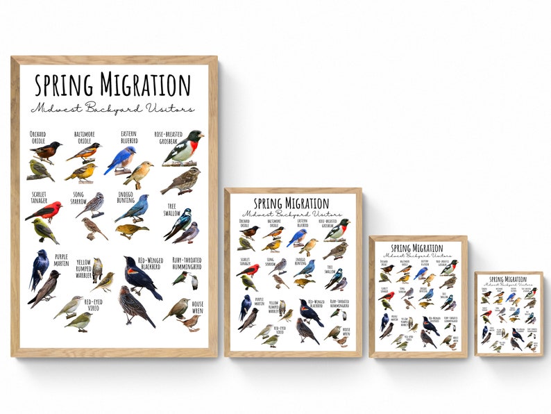 4 SIZES Spring Migration Poster-backyard Birds Midwest - Etsy